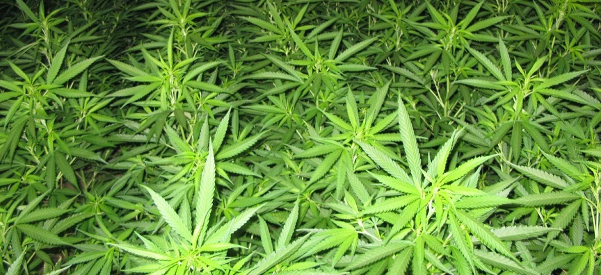 La Policía Nacional desmantela en Elda un cultivo “indoor” de marihuana con más de 900 plantas ...